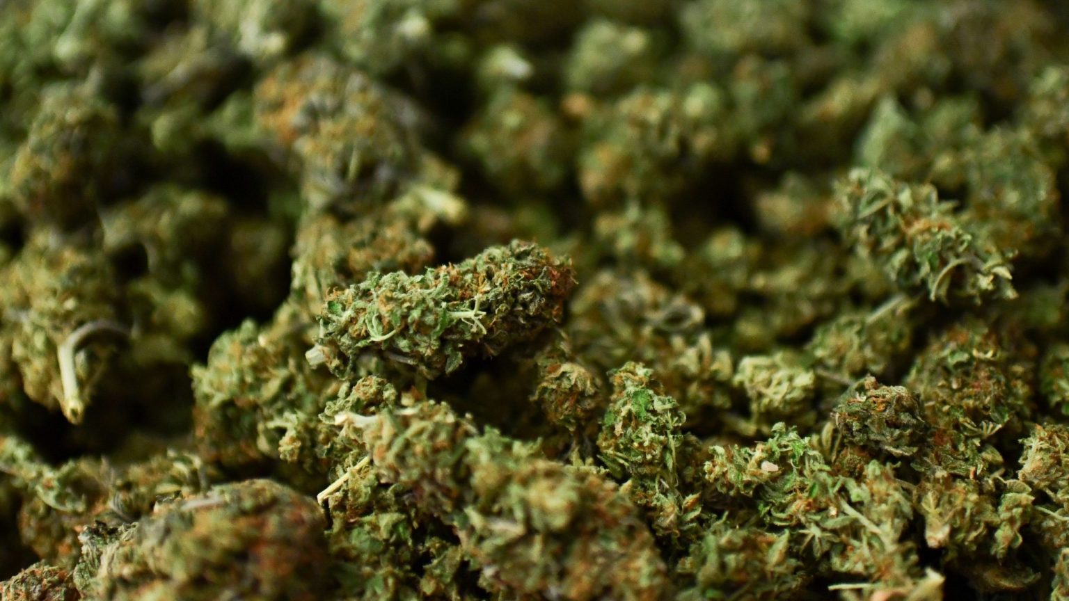US$1,2m dagga haul lands man in court – DailyNews