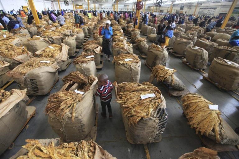 Tobacco prices improve despite drought. – DailyNews