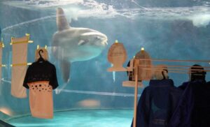 Lonely sunfish in Japan gets cardboard human friends – DailyNews