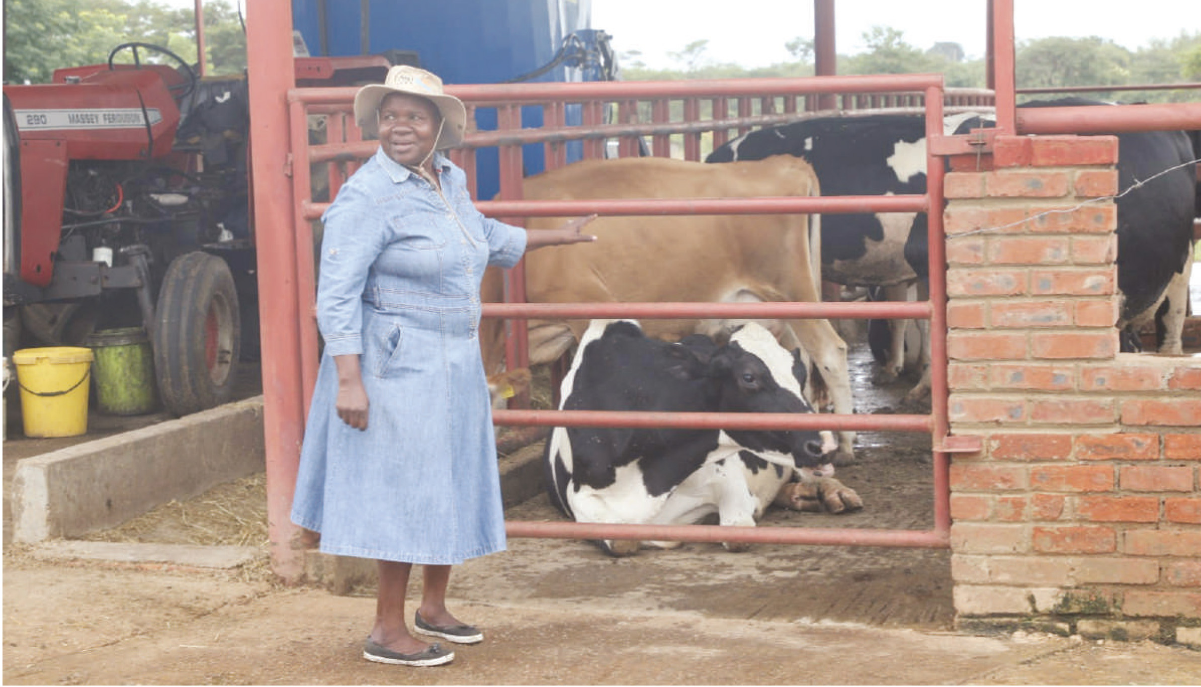 Pensioners find ‘milky way’ in dairy farming – DailyNews