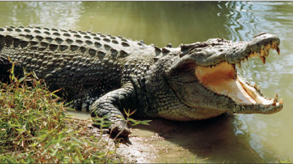 Killer crocodile shot, remains found – DailyNews