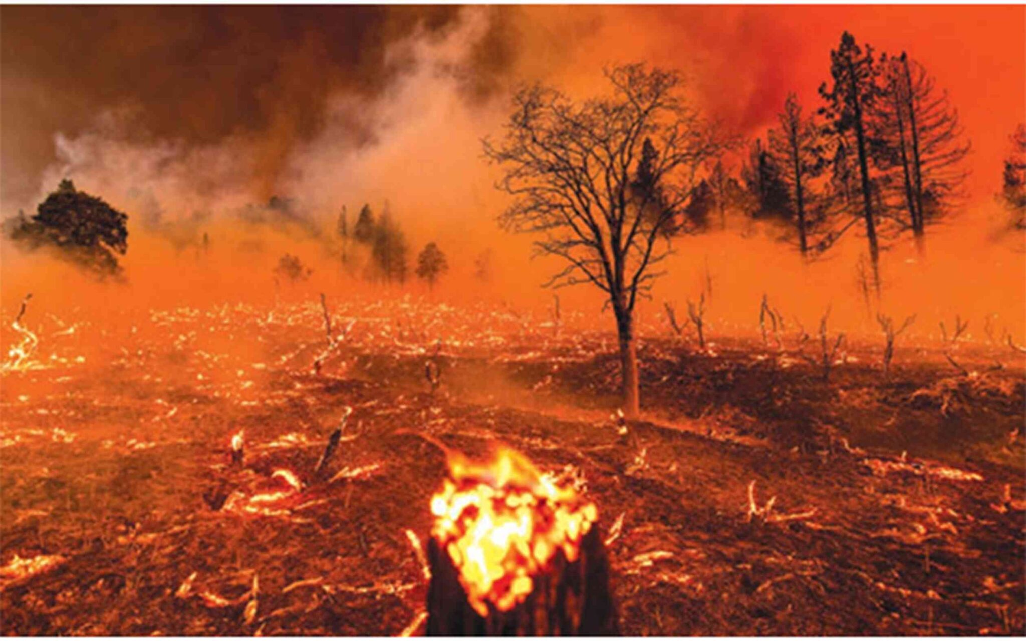 EMA unleashes brutal veld fire penalties – DailyNews