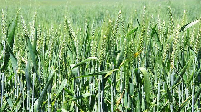 Govt extends winter wheat planting deadline – DailyNews